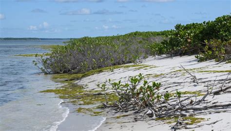 Marine Infrastructure That Heals Building Tomorrows Ocean Friendly
