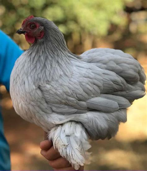 Top 6 Grey Chicken Breeds With Pictures