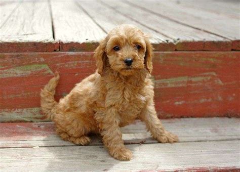 Milo Male Gorgeous Red F1b Cockapoo