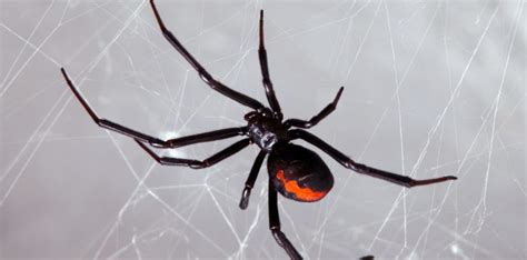 Juvenile Black Widow Spider Teeny Tiny Spood I Believe Its A
