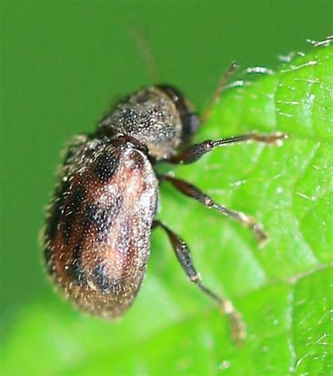 Beetle Xanthonia Decemnotata Bugguide Net