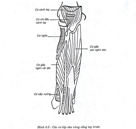 [giải Phẫu Số 5] Cẳng Tay › Y Khoa
