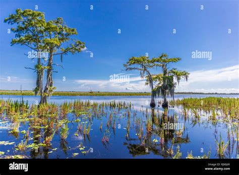 What Does A Swamp Symbolize At Layla Warner Blog
