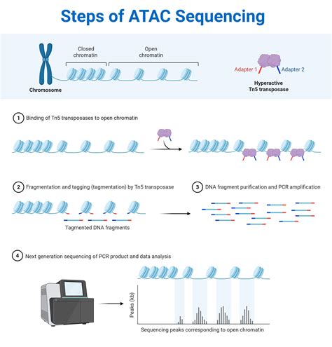 Atac Seq Principle Steps And Applications With Diagram
