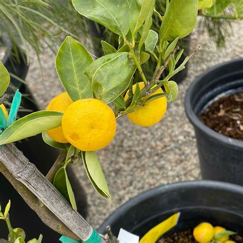 Sudachi Lime Dwarf Plant Material
