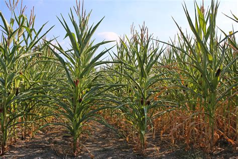 Variability In Maize Yield And Response To Fertiliser In Ghana Wur