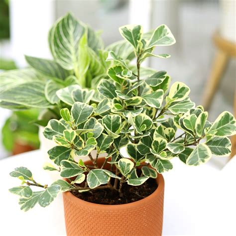 Variegated Ficus Triangular Cool Plants Dracaena Plant Care Ficus