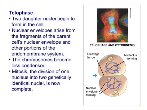 Cell Cycle Its Regulation And Checkpoints Ppt Biological Sciences Science
