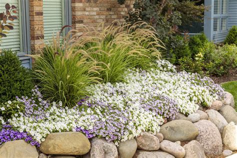 Graceful Grasses® Sky Rocket Fountain Grass Pennisetum Setaceum
