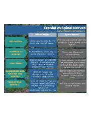 Difference Between Cranial And Spinal Nerves Tabular Form Cranial Vs Spinal Nerves More