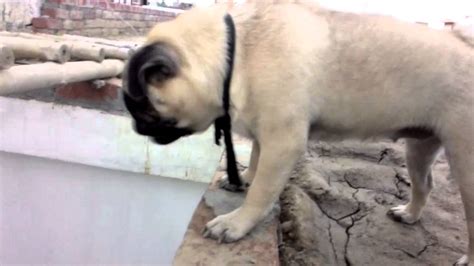My Pug Barking Youtube