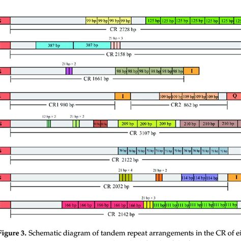 Schematic Diagram Of Tandem Repeat Arrangements In The Cr Of Eight