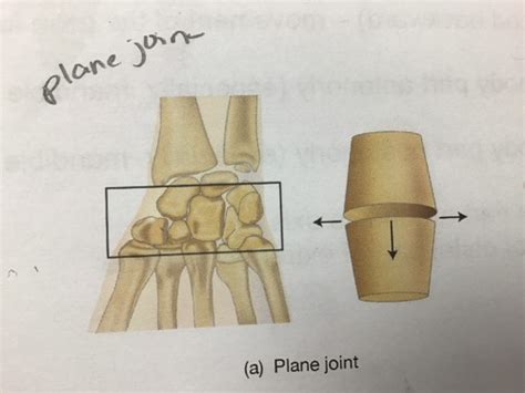 Articulations Flashcards Quizlet