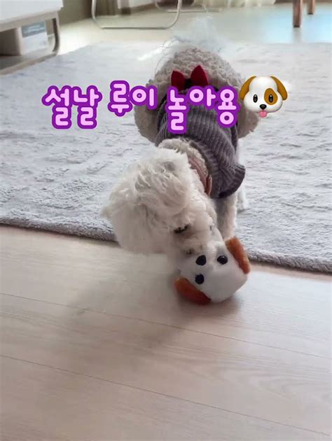🎀 프린세스 마스코트 루이 설날에 신났습니다🐶🐶🐶🐶🐶🐶🐶프린세스붙임머리 수지구청역붙임머리 용인수지붙임머리 수원붙임