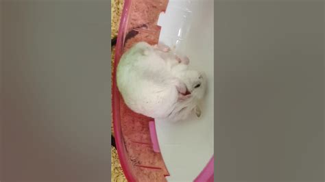 햄찌4 찹쌀떡 햄스터 털 긁기 2020 07 03 Youtube