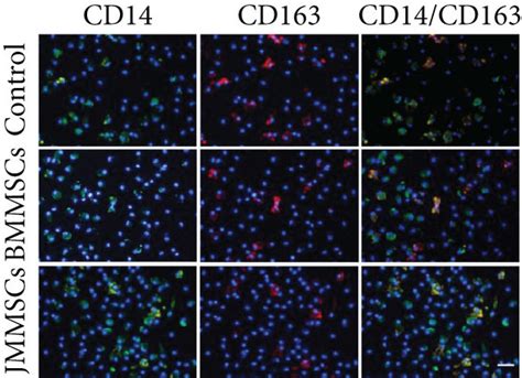 Systemically Infused Mscs Skew Macrophages To M2 A Dual Color Download Scientific Diagram