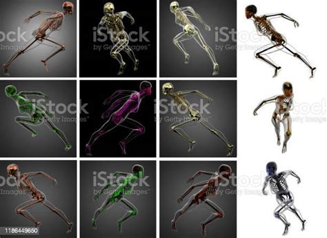 골격 뼈 해부학의 3d 렌더링 그림 0명에 대한 스톡 사진 및 기타 이미지 0명 3차원 형태 건강관리와 의술 Istock