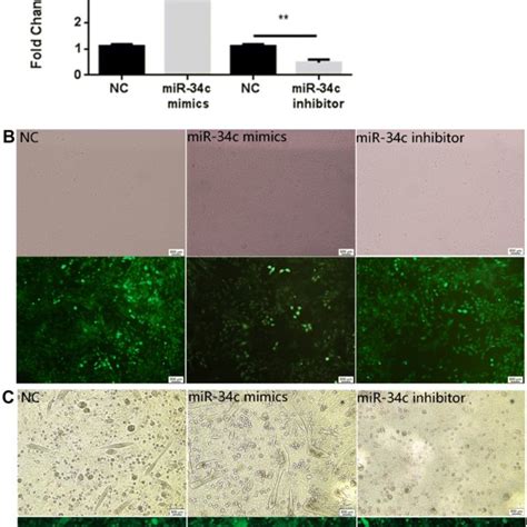 A Quantitative Rt Pcr Was Used To Detect The Expression Of Mir 34c 5p