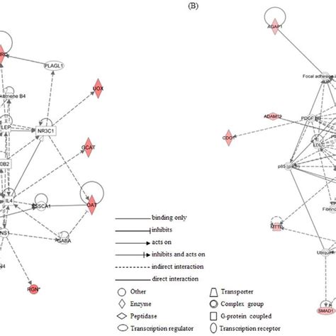 Ingenuity Pathway Analysis Ipa Network The Ipa Was Performed On Degs