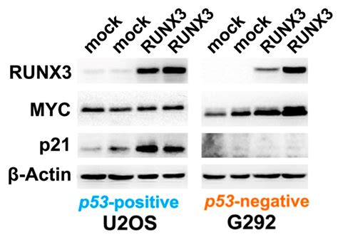 p53 deficiency dependent oncogenicity of runx3
