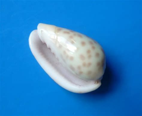 Persicula Persicula Linnaeus 1758