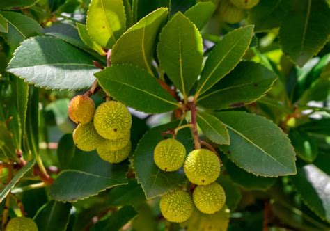 杨梅如何管理土壤与施肥方面，水管理？ —【发财农业网】