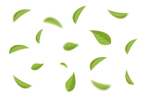 녹차 잎의 사실적인 벡터 일러스트 레이 션 추상적이고 흐릿한 녹차에 대한 스톡 벡터 아트 및 기타 이미지 녹차 배경 주제