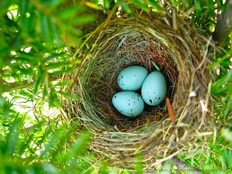 Nest Definition And Meaning With Pictures Picture Dictionary Books