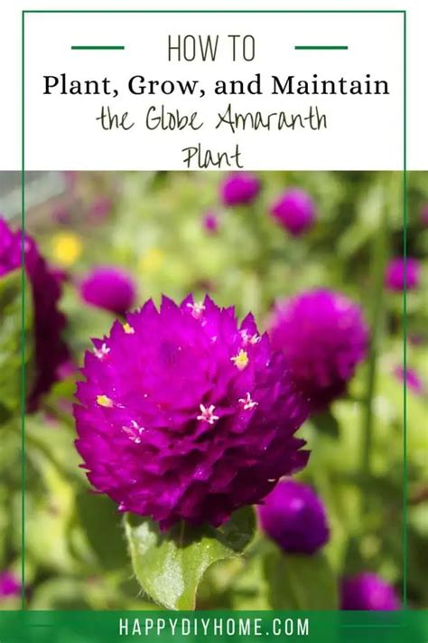 How To Plant Grow And Maintain The Globe Amaranth Plant Happy Diy Home