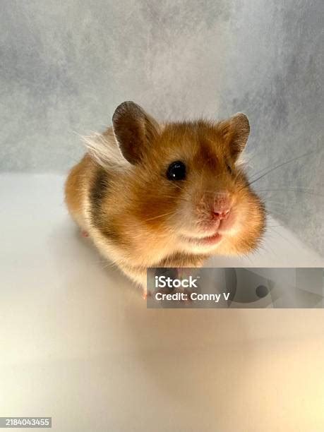 흰색과 회색 배경에 귀여운 시리아 햄스터가 궁금해 보입니다 0명에 대한 스톡 사진 및 기타 이미지 0명 가축 건강한 식생활 Istock