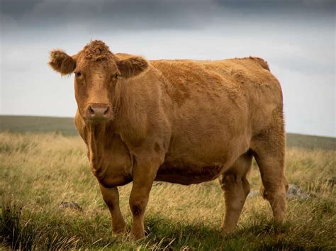 Big Cow In The World