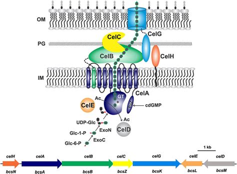 Cellulose Genetic Basis And Biosynthesis Model Download Scientific Diagram