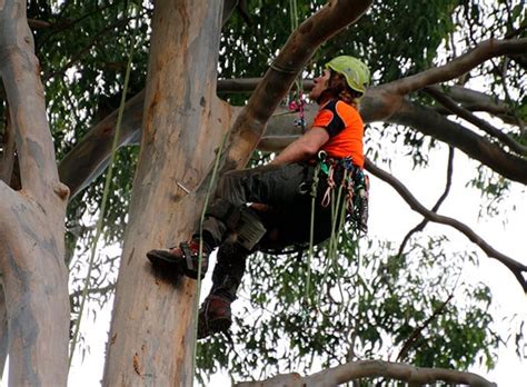 Aerial Tree Inspections Newcastle Lake Macquarie Agility Trees