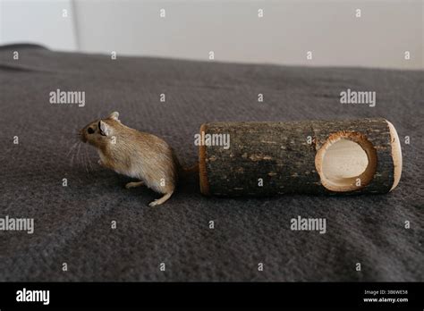 Small Gerbil Standing Upright On Two Legs Gazing Curiously To The