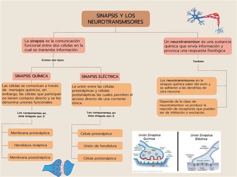 Sinapsis Y Neurotransmisores Ximena Michelle Cardenas Silva Udocz