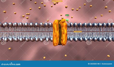 Symport And Antiport Cell Membrane Transport Systems Vector