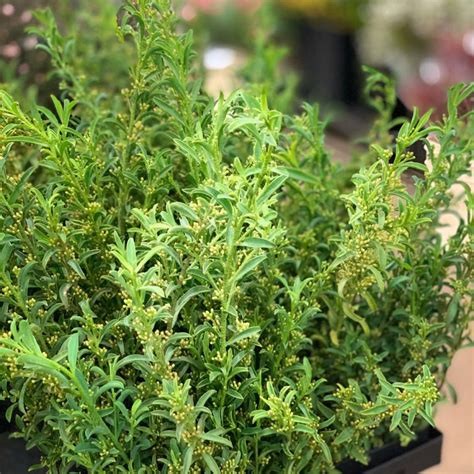 Eriostemon My Flower Stop