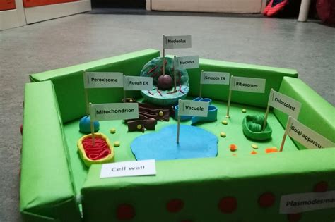 Plant Cell Model Project