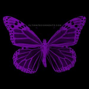 Animated Purple Butterfly  Purple Butterfly Purple Quotes Purple
