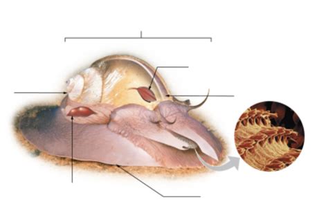 Complete Both Diagrams Chegg