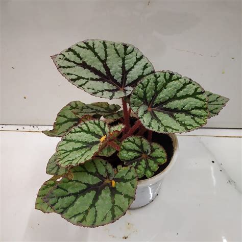 Rex Begonia Fedor Nursery Buy