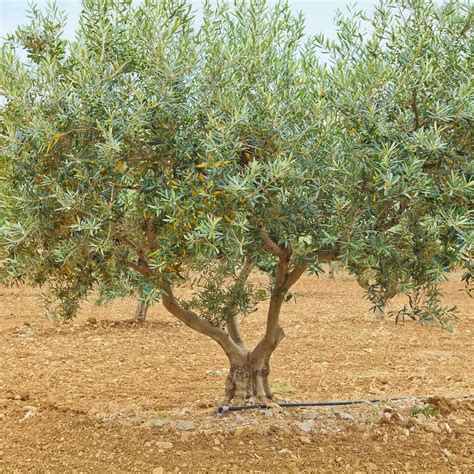 Semi Fruitless Wilson Olive Multi Olea Europaea Wilsonii