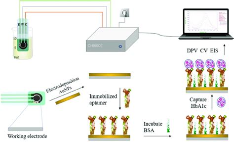 Schematic Diagram Of The Proposed Electrochemical Hba1c Immunosensor Download Scientific Diagram