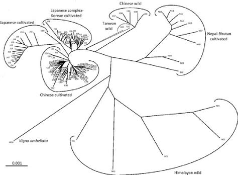 3 A Neighbor Joining Tree Based On Pairwise Distance Using Innans Download Scientific Diagram