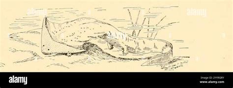 Diplocaulus From Osborn H F 1917 The Origin And Evolution Of
