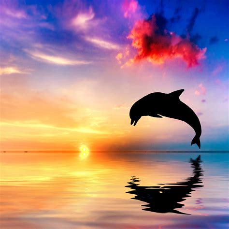 2048x2048 Dolphin Jumping Out Of Water Sunset View 4k Ipad Air Hd 4k Wallpapersimages