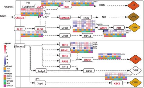 Striga Elicits Both Pathogen And Effector Triggered Immunity In Download Scientific Diagram