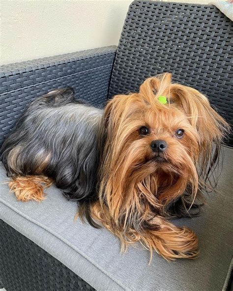 Yorkie Colors 8 Coat Color Variations Explained With Photos
