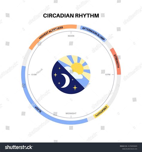 Circadian Rhythm Infographic Poster Melatonin Serotonin Stock Vector