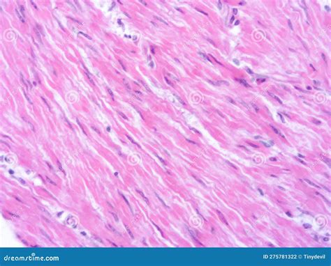 Histology Of Human Compact Bone Tissue Under Microscope View For Royalty Free Stock Image